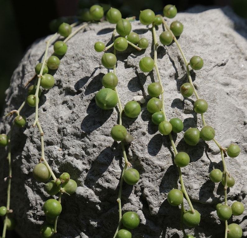 How to Grow String of Pearls: Great Tips to Try Out