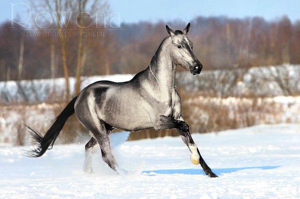 24 horses with the most beautiful and unique colors in the world