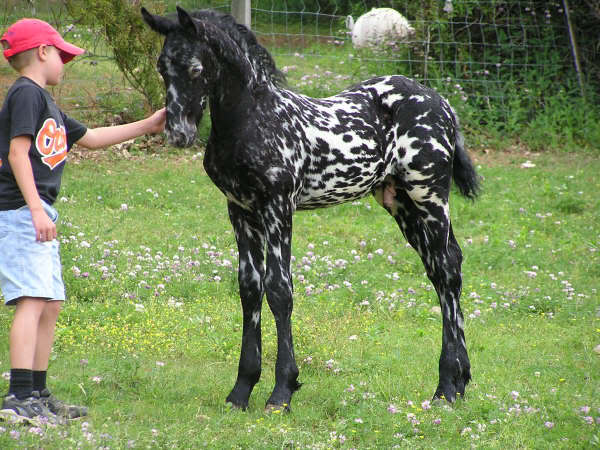24 horses with the most beautiful and unique colors in the world
