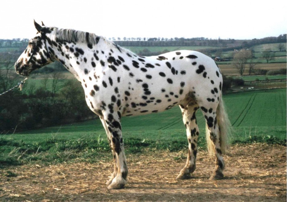 24 horses with the most beautiful and unique colors in the world