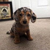 36 Dogs With The Most Beautiful And Unique Coat Markings