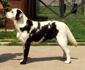 36 Dogs With The Most Beautiful And Unique Coat Markings
