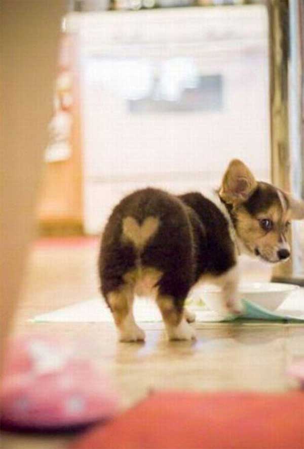 36 Dogs With The Most Beautiful And Unique Coat Markings