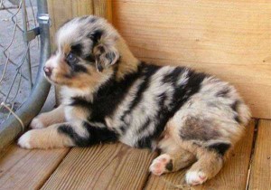 36 Dogs With The Most Beautiful And Unique Coat Markings