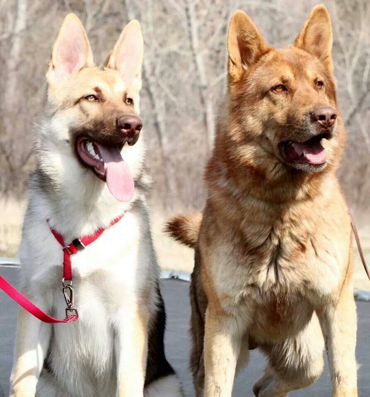 36 Dogs With The Most Beautiful And Unique Coat Markings