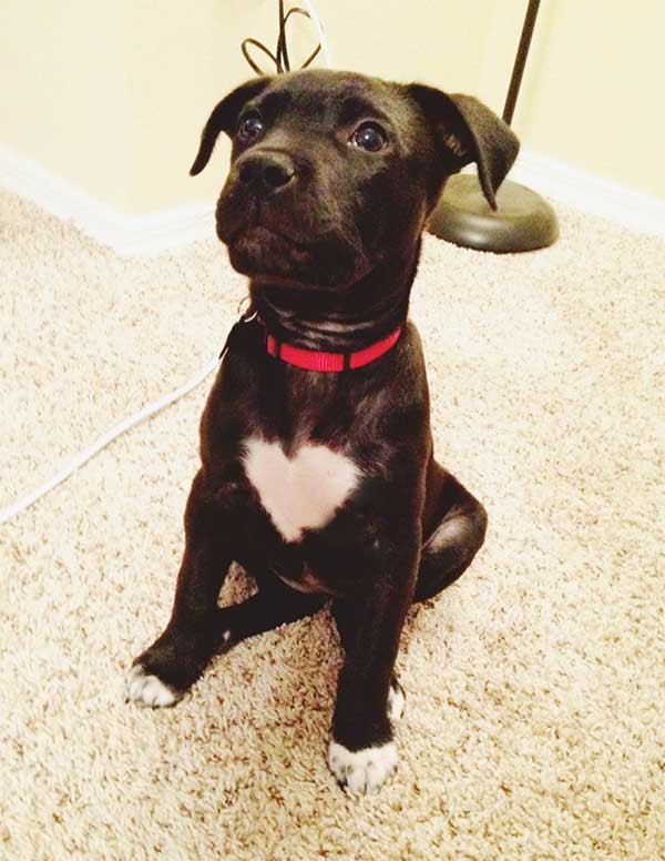 36 Dogs With The Most Beautiful And Unique Coat Markings