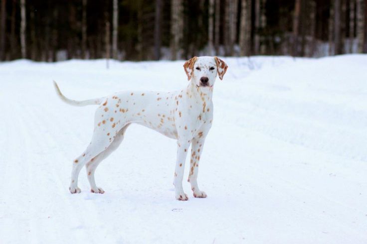 36 Dogs With The Most Beautiful And Unique Coat Markings