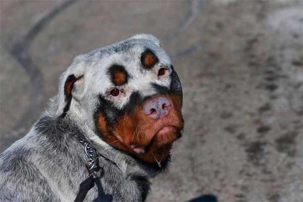 36 Dogs With The Most Beautiful And Unique Coat Markings