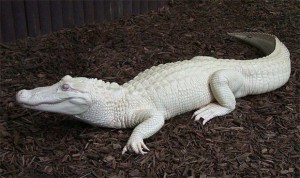 31 Rare White Animals You'll Never See In Real Life