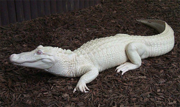 31 Rare White Animals You'll Never See In Real Life