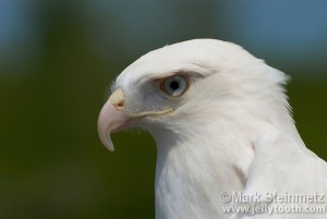 31 Rare White Animals You'll Never See In Real Life