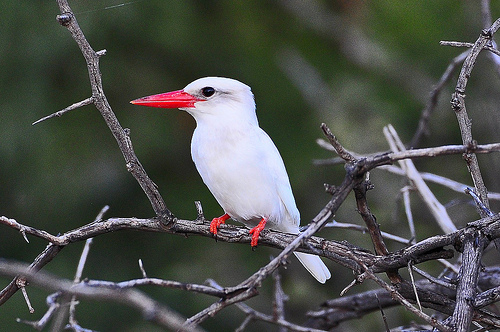 31 Rare White Animals You'll Never See In Real Life