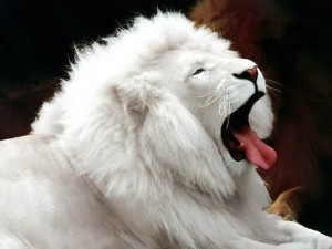 31 Rare White Animals You'll Never See In Real Life