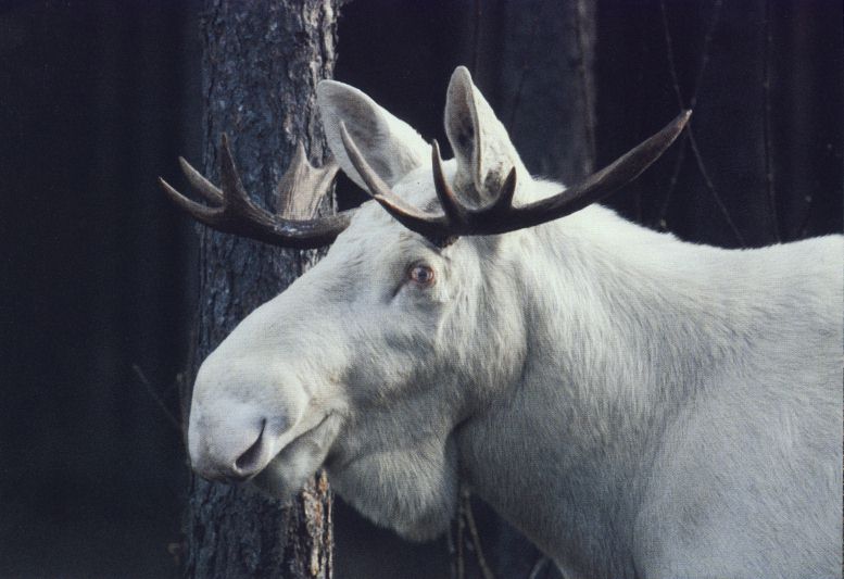31 Rare White Animals You'll Never See In Real Life
