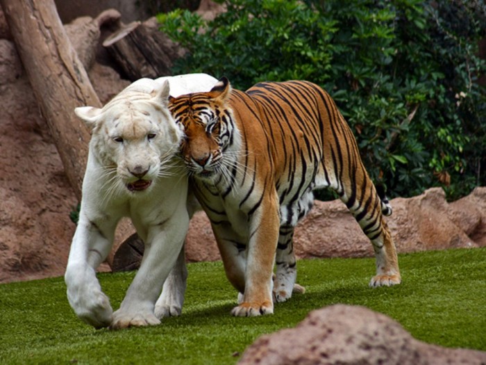31 Rare White Animals You'll Never See In Real Life
