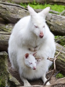 31 Rare White Animals You'll Never See In Real Life