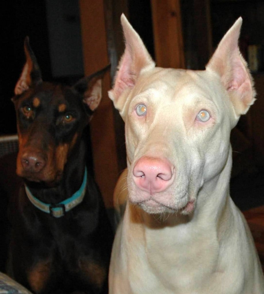 31 Rare White Animals You'll Never See In Real Life