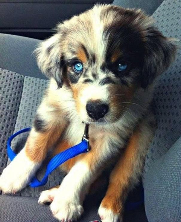 22 Unique Dog Cross-Breeds That Will Melt Your Heart