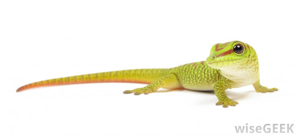 Parents think son's pet lizard is pregnant, have hysterical experience ...