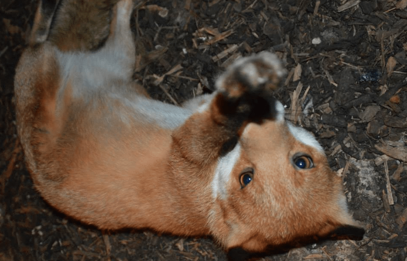 Adorable red fox is too friendly to live in the wild. Instead, she ...
