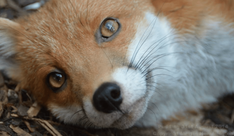 Adorable red fox is too friendly to live in the wild. Instead, she ...
