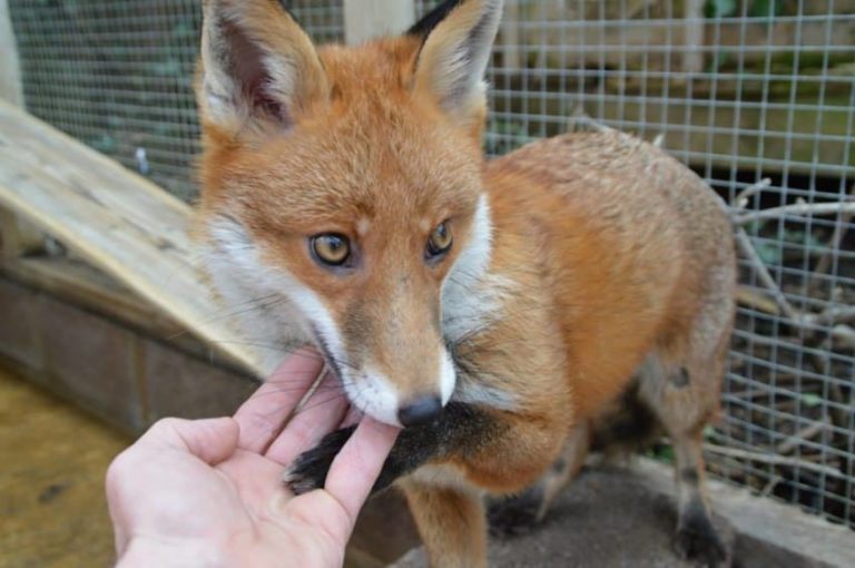 Adorable red fox is too friendly to live in the wild. Instead, she ...