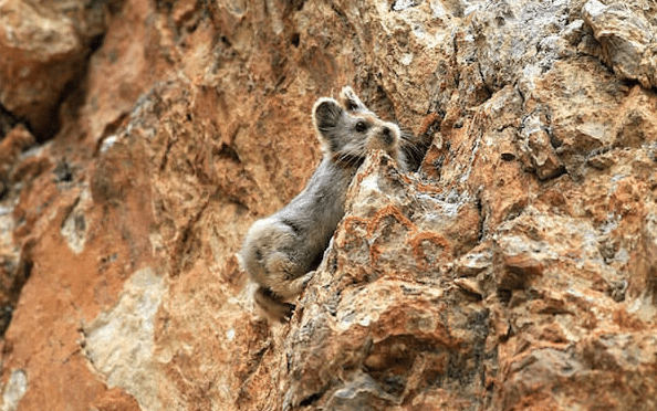Rare Animal Known As "Magical Rabbit" is Spotted