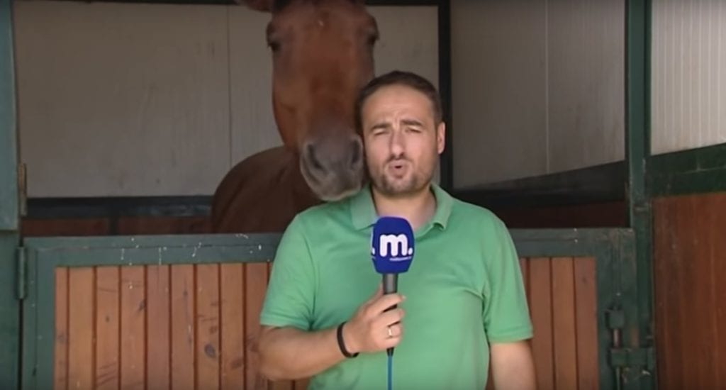 Reporter Tries To Film But Horse’s “Crush” Steals The Spotlight