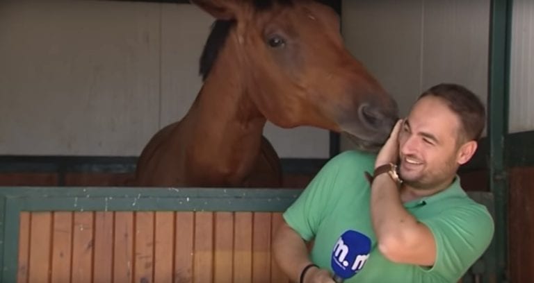 Reporter Tries To Film But Horse’s “Crush” Steals The Spotlight