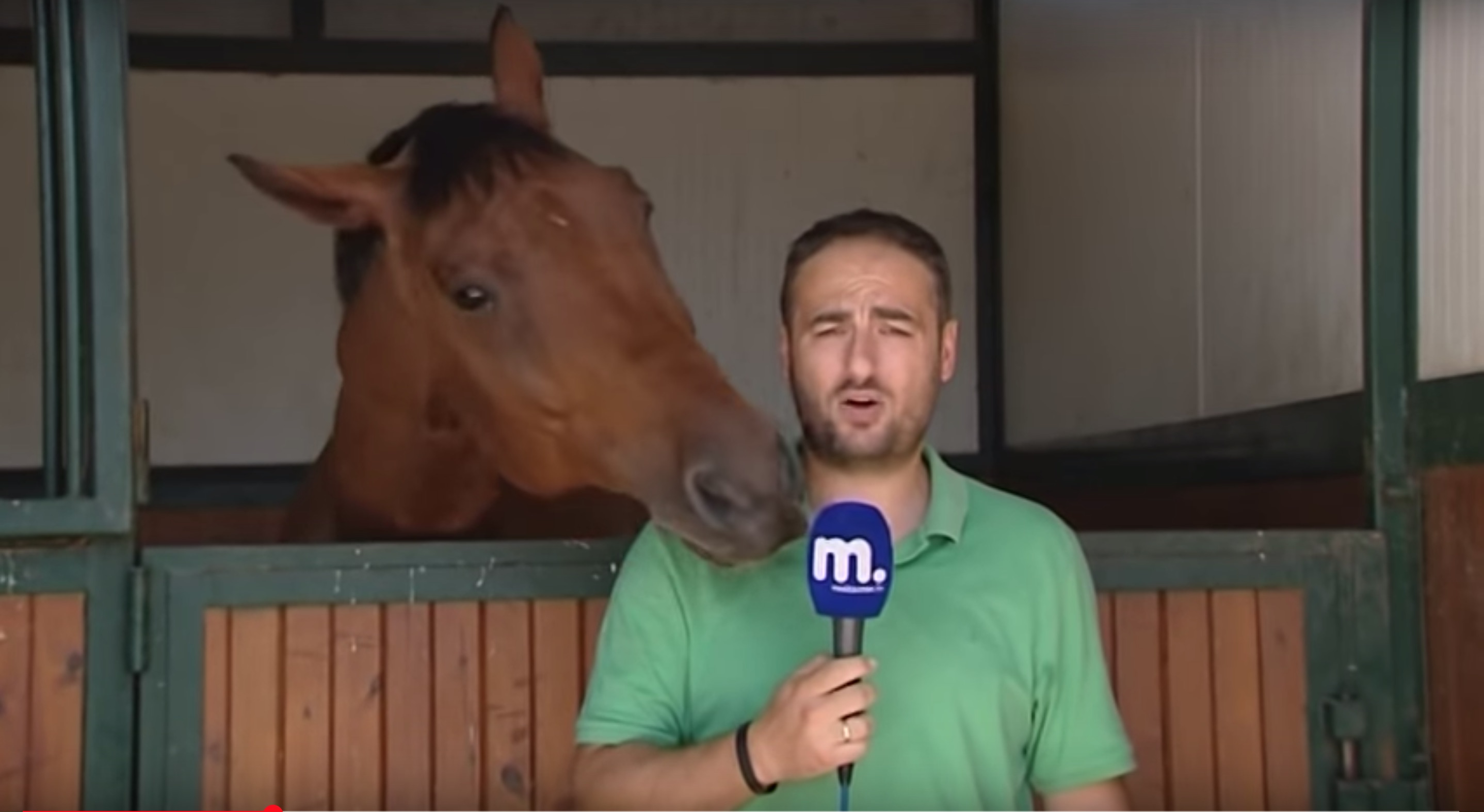 Reporter Tries To Film But Horse’s “Crush” Steals The Spotlight