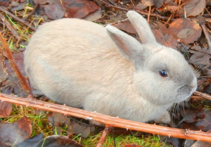 30 Ways To Use Cotton Balls Around Home And Garden