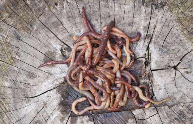 35 odd and gross things you didn't know you could eat