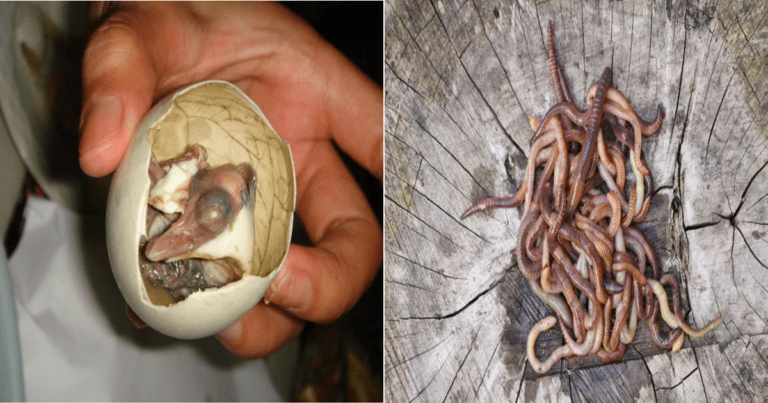 35 odd and gross things you didn't know you could eat