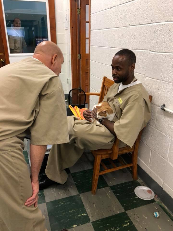 Shelter cats transforming lives in prison
