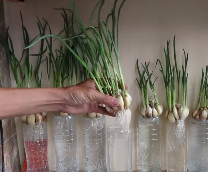 Easy Way To Grow Garlic At Home For Endless Supply