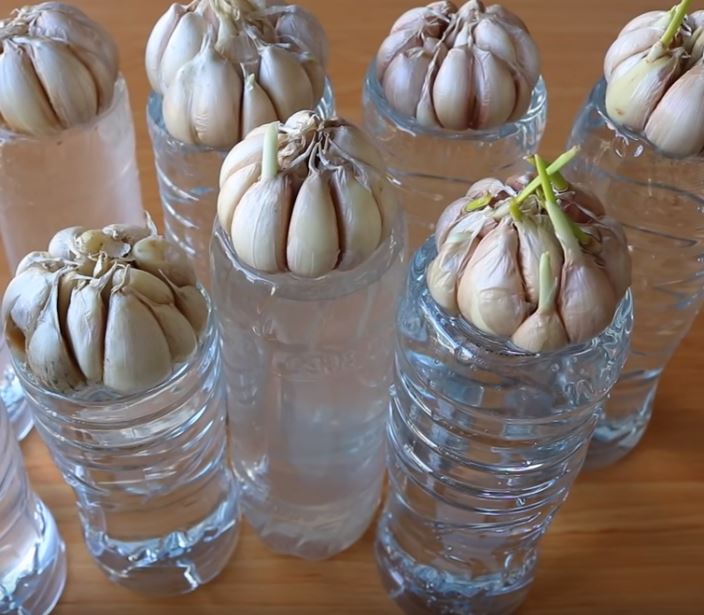 Easy Way To Grow Garlic At Home For Endless Supply