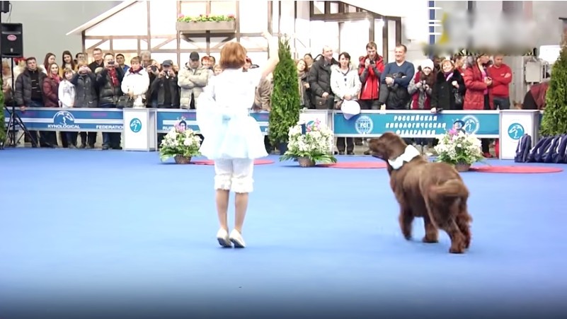 Dog And Woman Charm Crowd With Elegant Dance