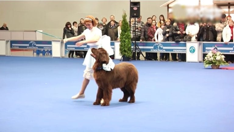 Dog And Woman Charm Crowd With Elegant Dance