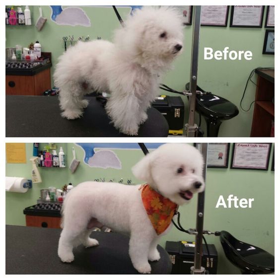 65 incredible before and after dog grooming transformations