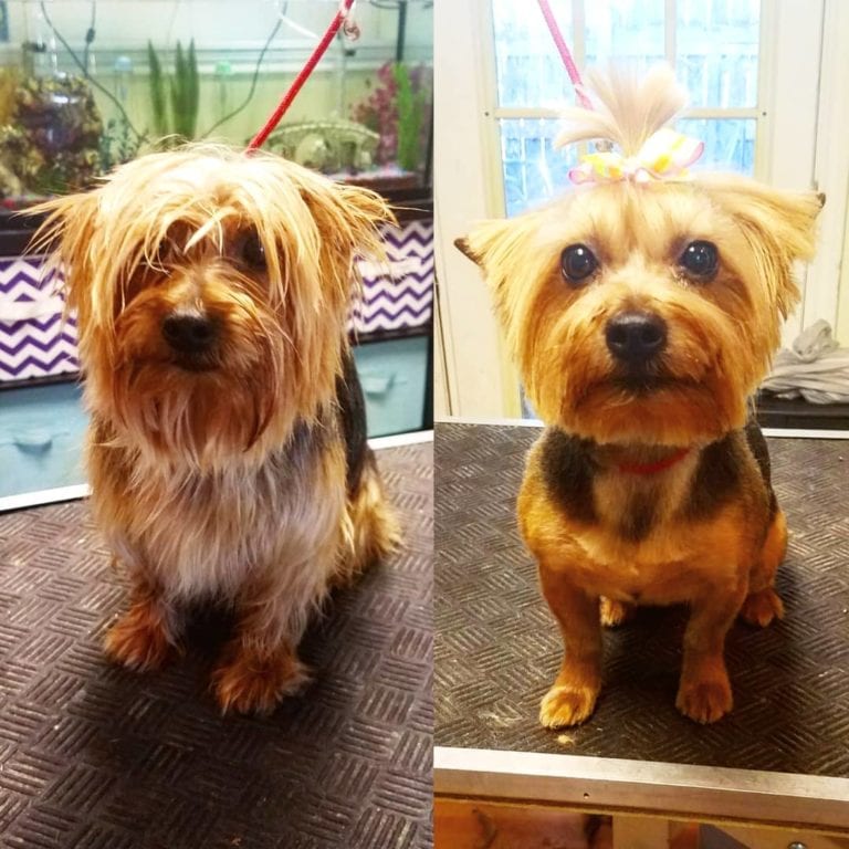 65 incredible before and after dog grooming transformations