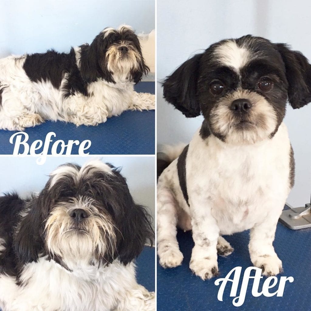 65 incredible before and after dog grooming transformations
