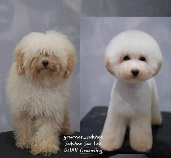 65 incredible before and after dog grooming transformations