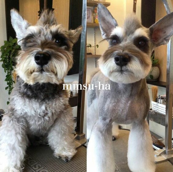 65 incredible before and after dog grooming transformations