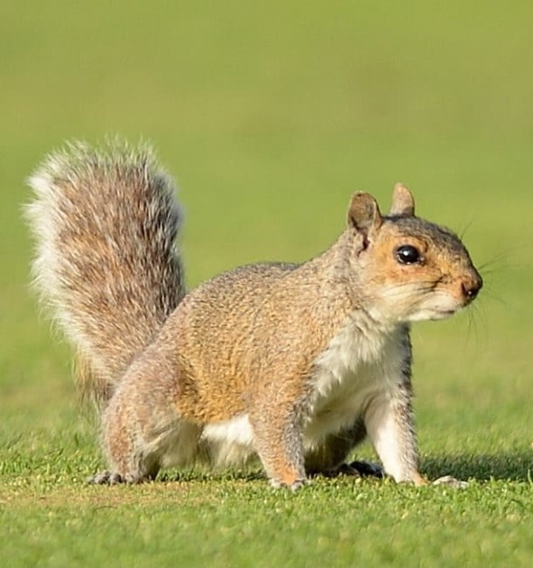 Dad builds squirrel grand prix