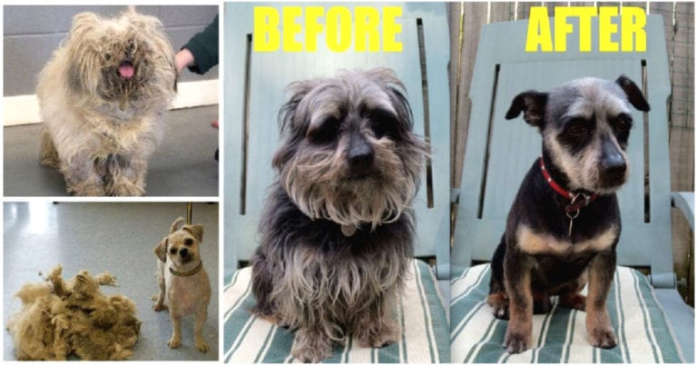 65 incredible before and after dog grooming transformations