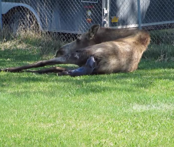 Mother Moose’s Instincts Kick In After Giving Birth