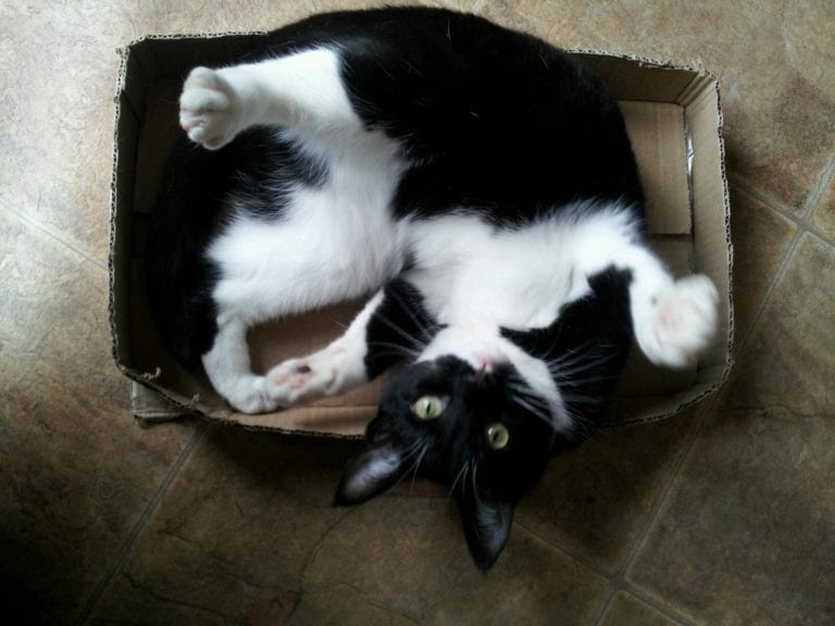 60 Smart Cats Who Prove Cardboard Boxes Are Better Than Any Silly Bed