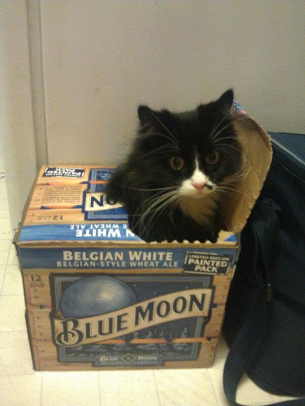 60 Smart Cats Who Prove Cardboard Boxes Are Better Than Any Silly Bed