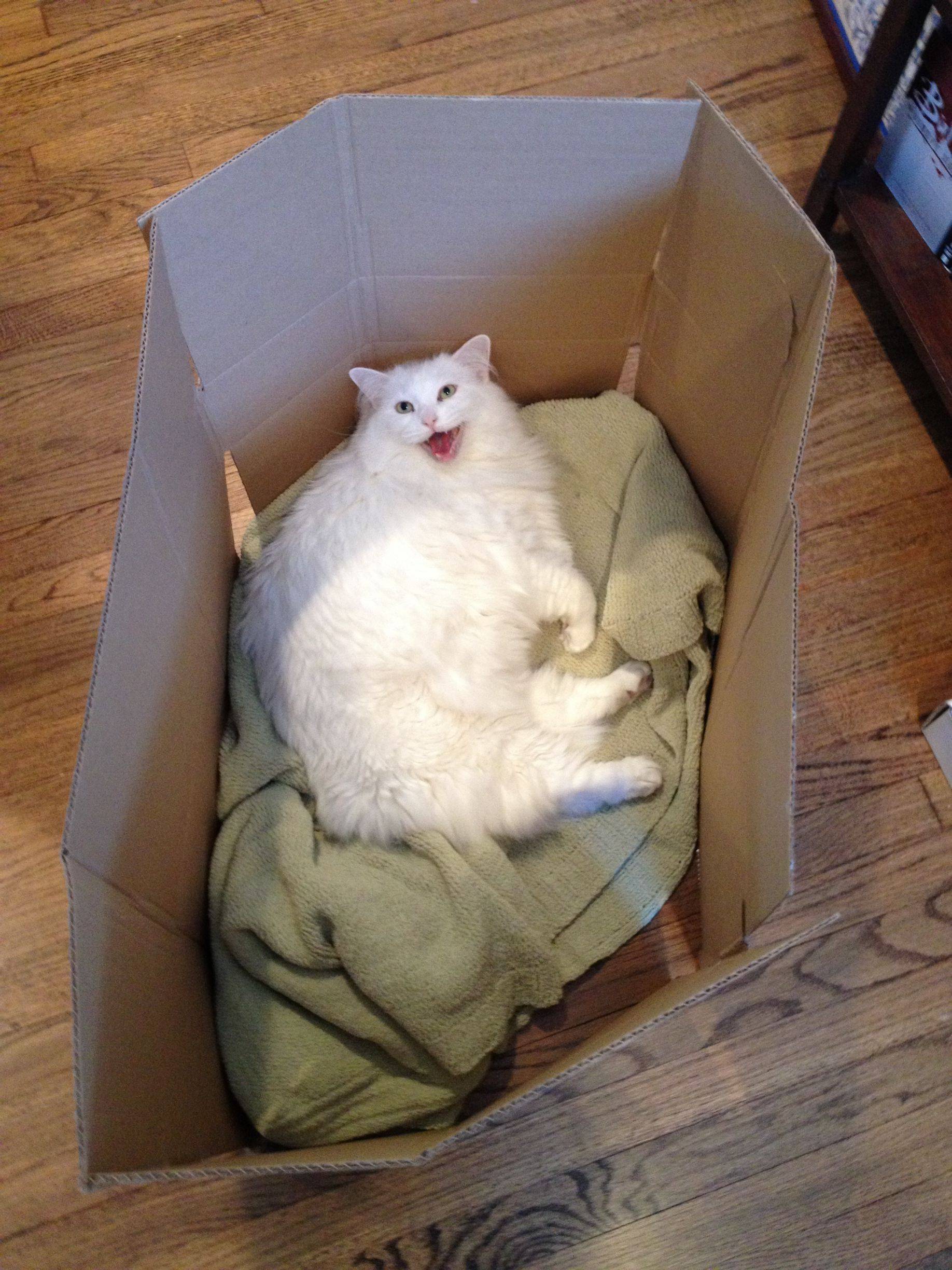 60 Smart Cats Who Prove Cardboard Boxes Are Better Than Any Silly Bed
