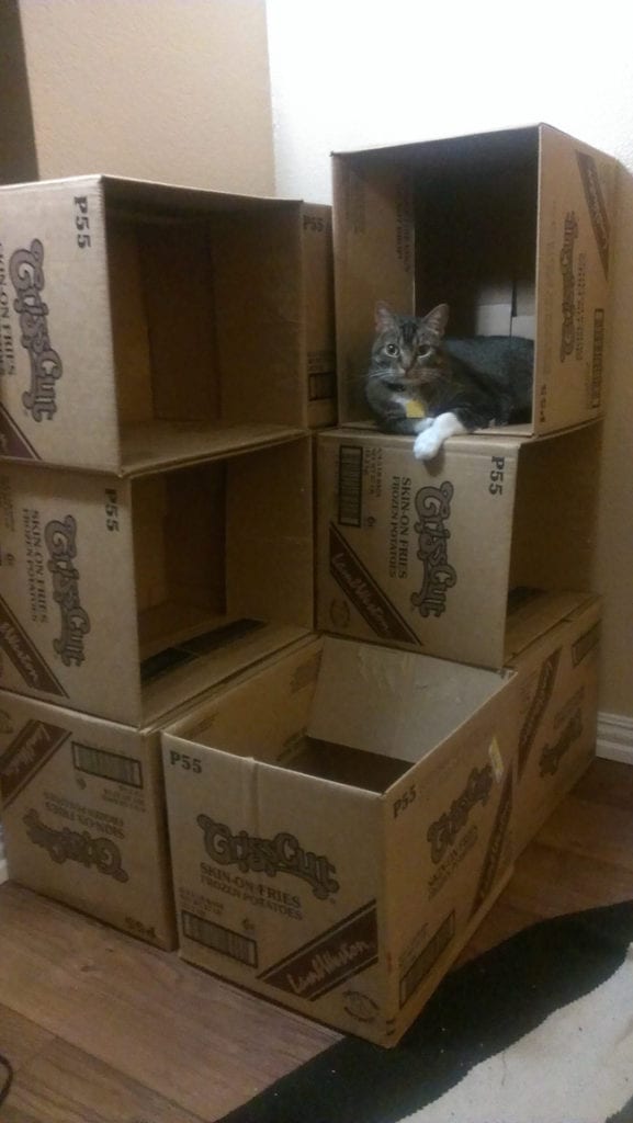 60 Smart Cats Who Prove Cardboard Boxes Are Better Than Any Silly Bed